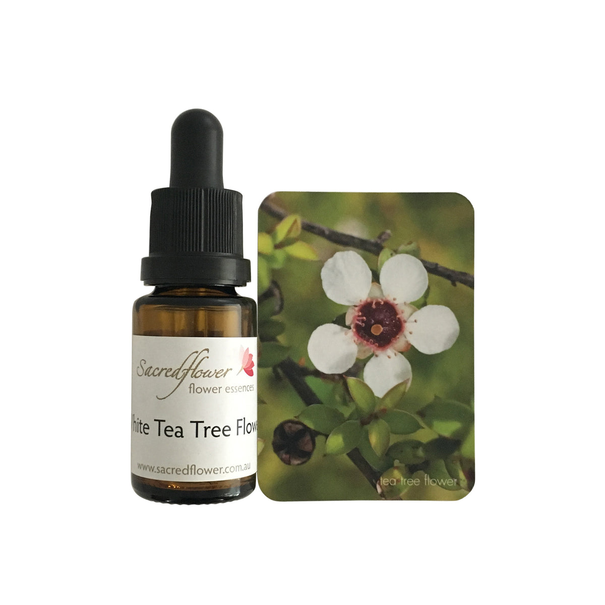White tea tree flower essence – Sacred Flower